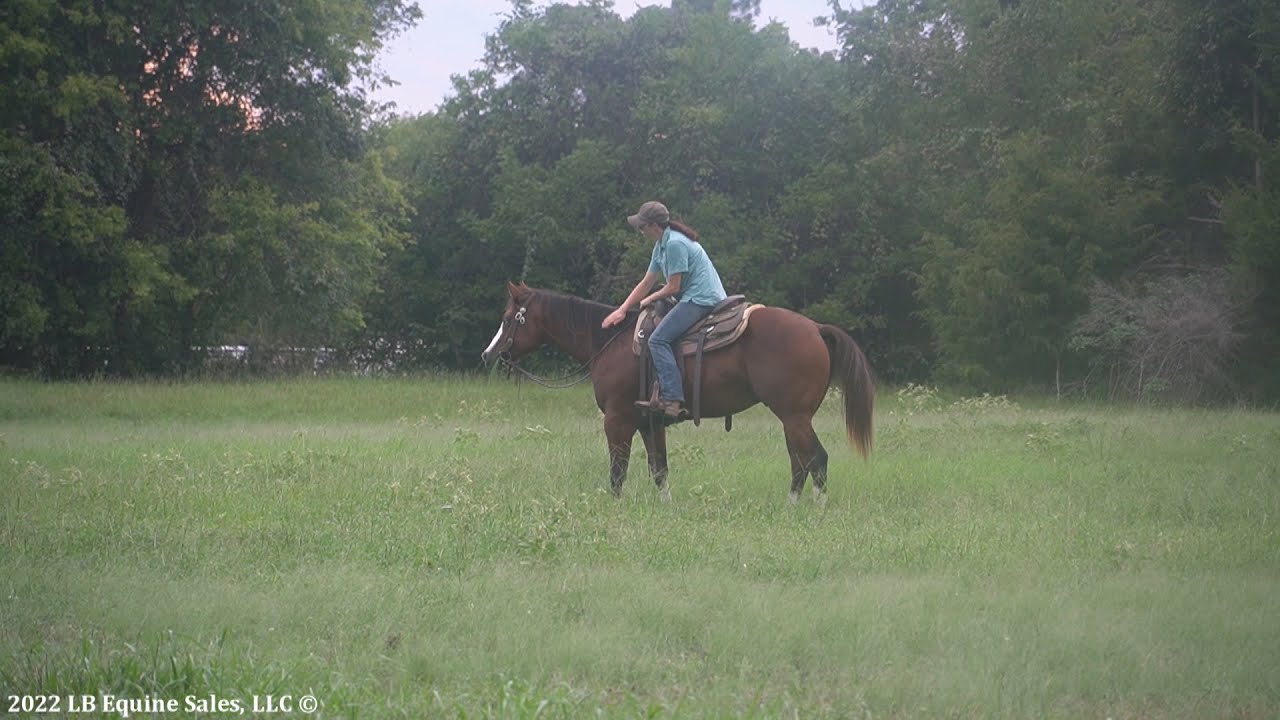 "StreetSmartz" Pasture Riding - SOLD - YouTube