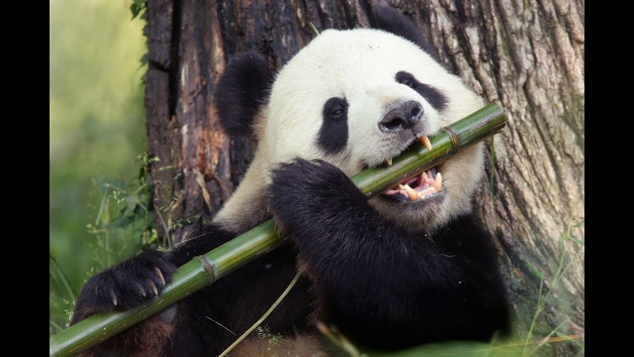 Juan Masipag TV visited Chengdu Research Base of giant panda breeding ...