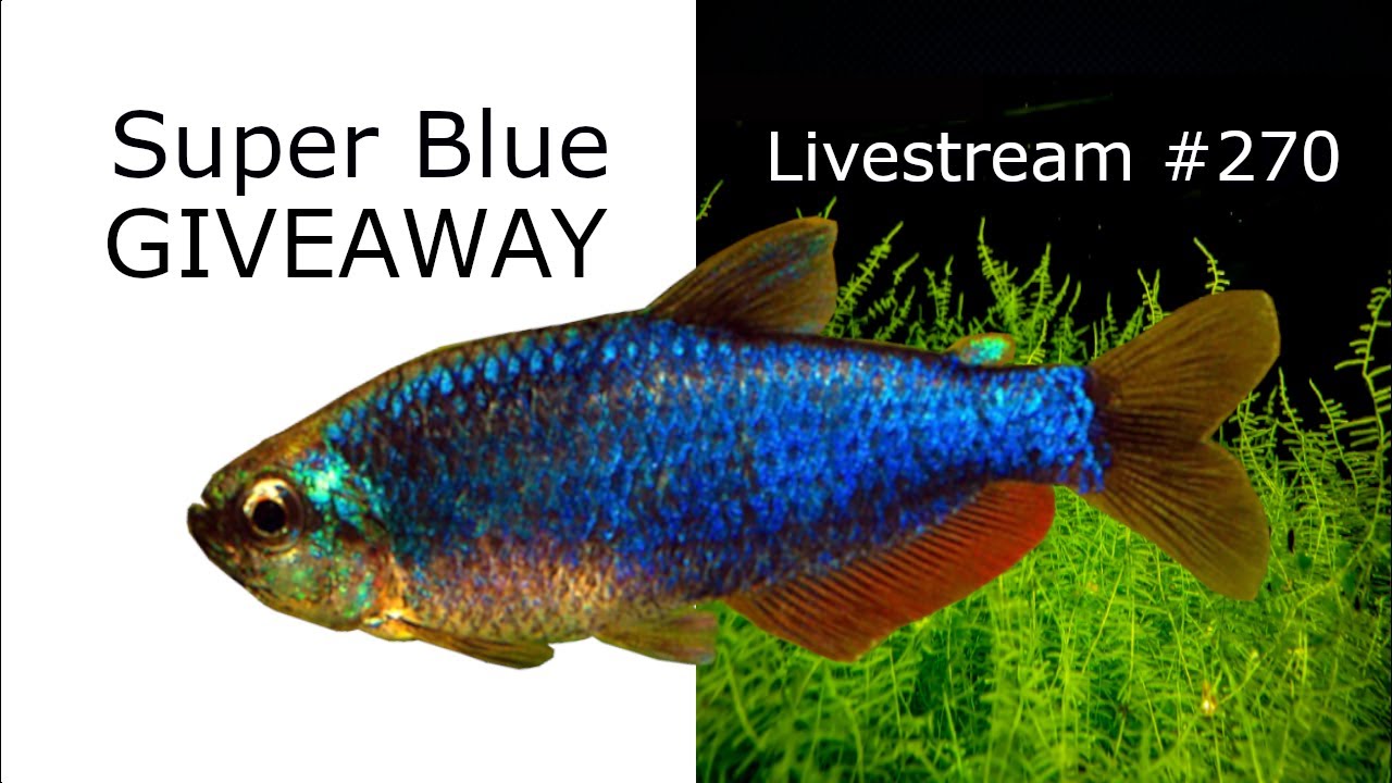 Super Blue Emperor Tetra