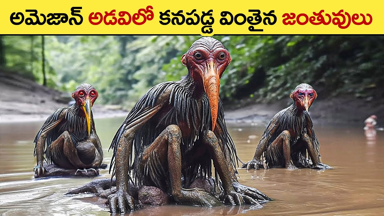 🔵 బయటపడ్డ వింతైన జంతువులు | Terrifying Creatures Of The Amazon Caught ...