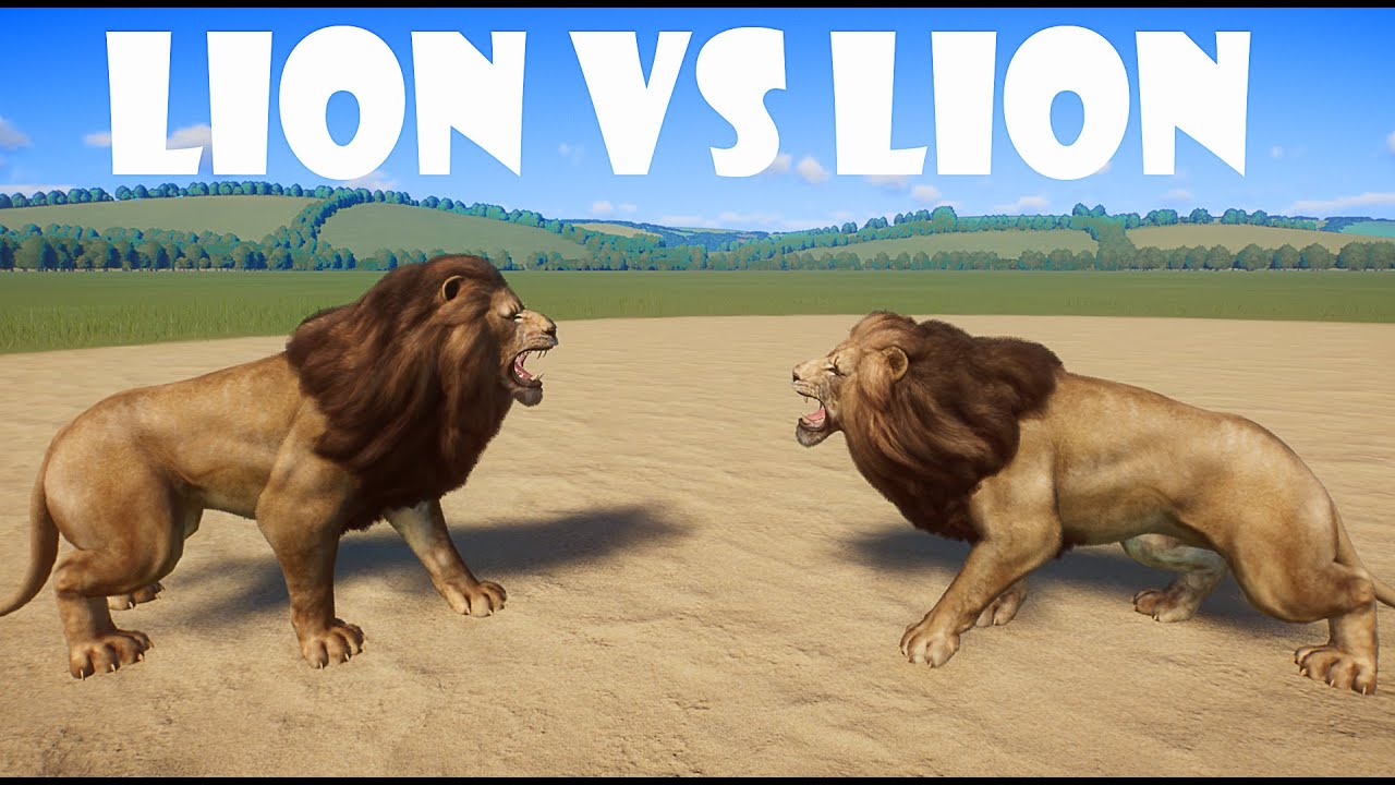 Lion Vs Lion Animals Battle in Planet Zoo - Planet Zoo Fight - YouTube