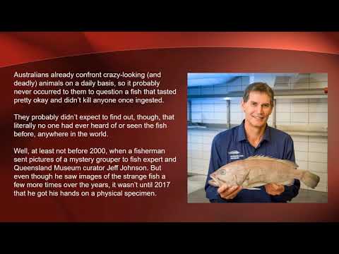 Australians have been eating a kind of fish unknown to science. - YouTube