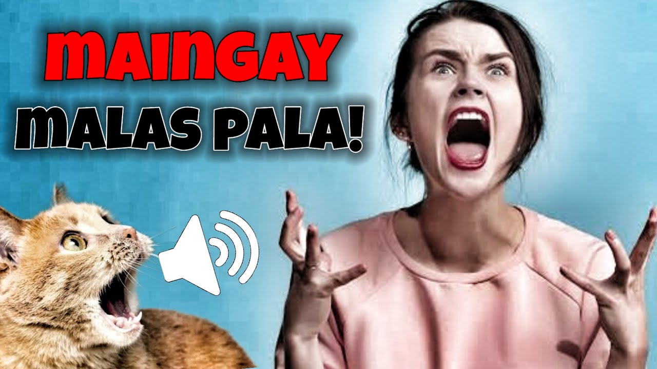 ALAMIN MO KUNG BAKIT MAINGAY AT IYAK NG IYAK ANG PUSA BAKA MAY NAKIKITA ...