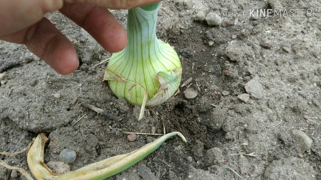 Odc. 36 Uprawa cebuli - dymka vs rozsada - YouTube