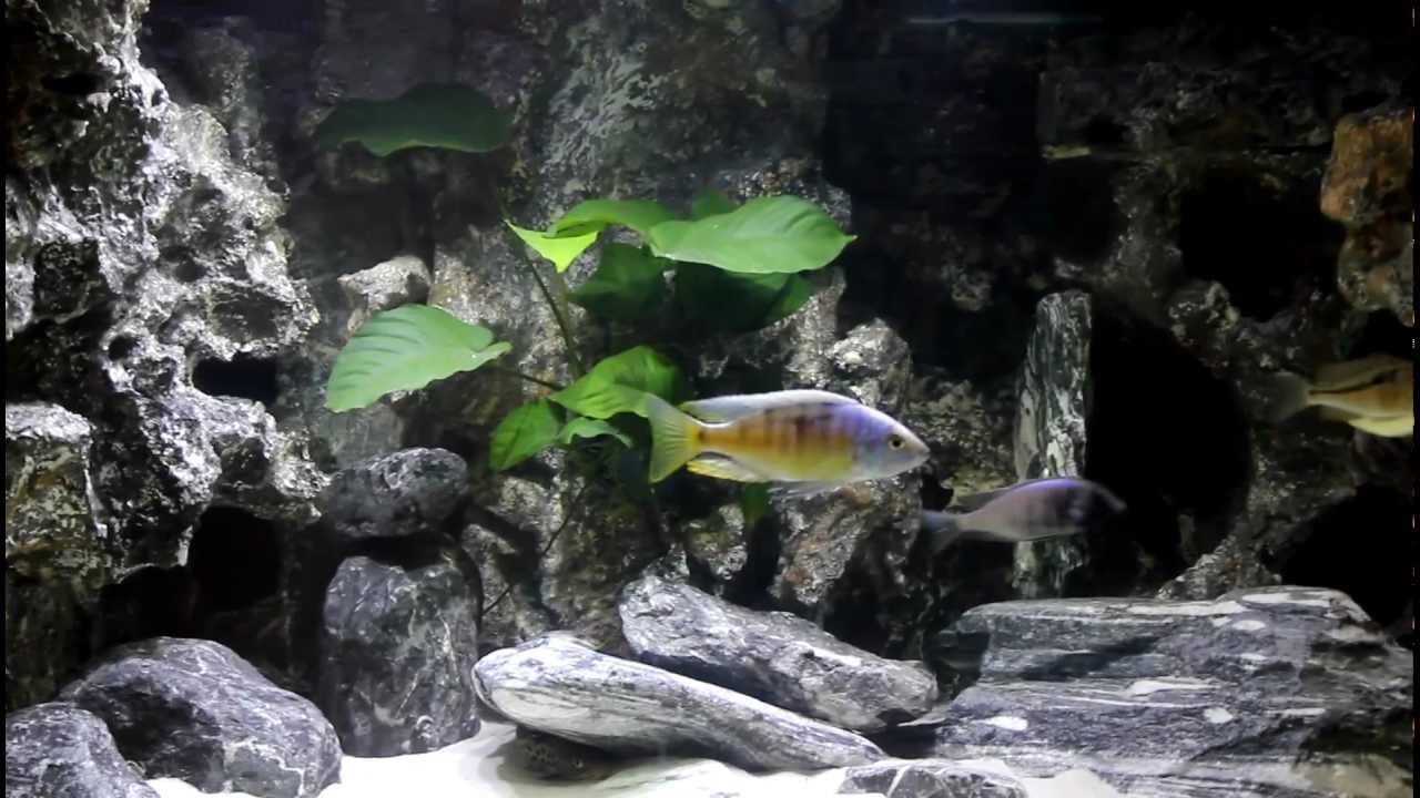 Deep Maguire Reef Part 3 - Placidochromis Electra Fort Maguire ...