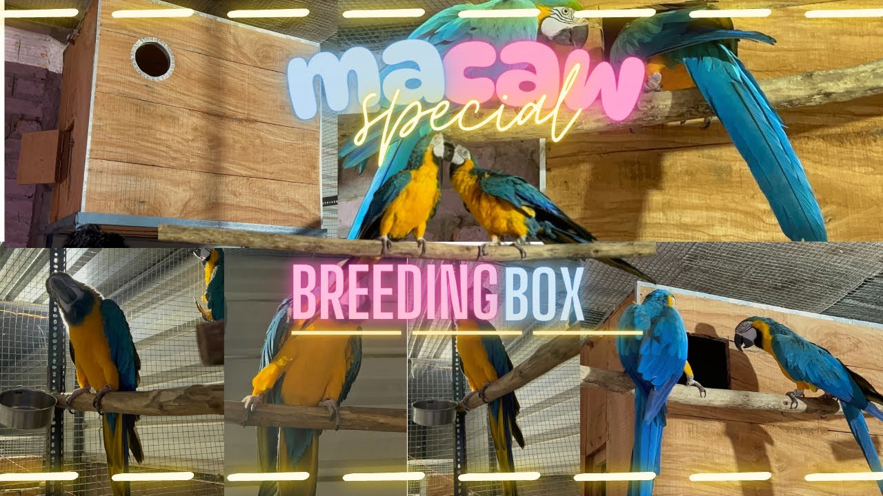 || Macaw breeding box | macaw parrot breeding in India | Breeding box ...