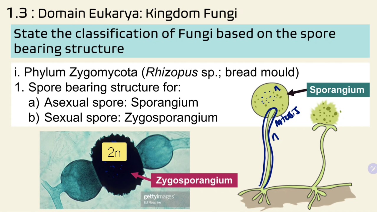 Zygomycota Zygosporangium