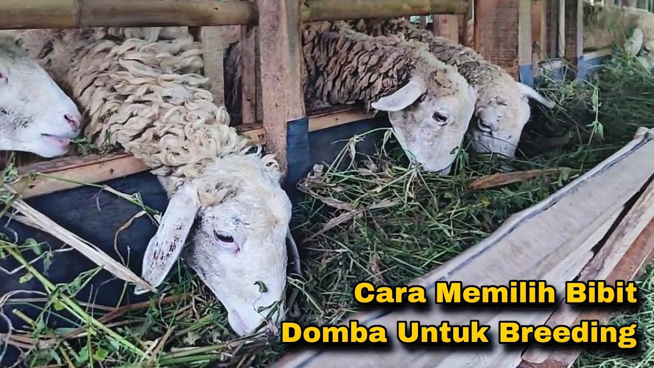 Cara Pemilihan Bibit Domba Untuk Breeding - YouTube