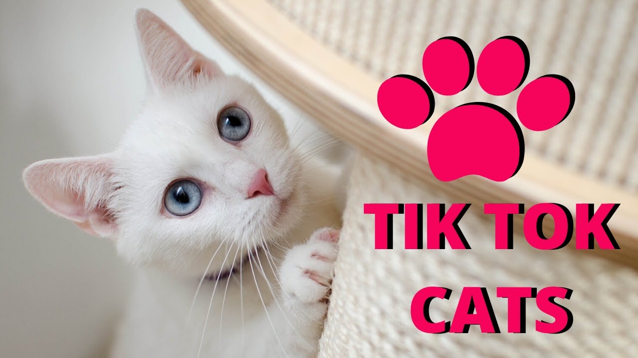 CAT COMPILATION - Funny Tik Tok Cats - Part 3 - YouTube