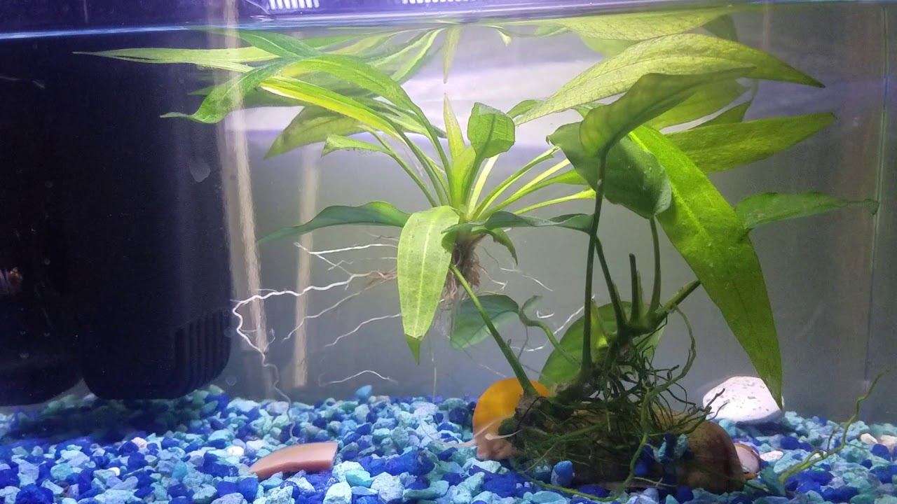 Gold Inca Snail Going Crazy Over Snail Jello Time Lapse - YouTube