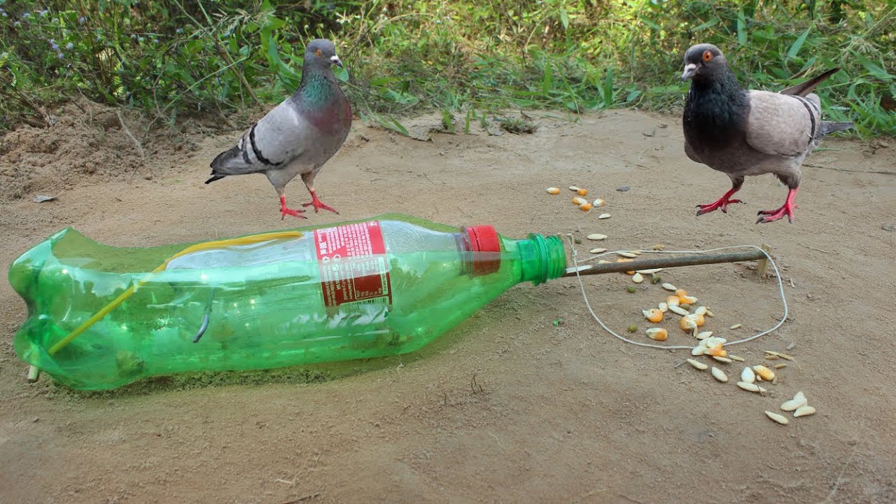 Amazing Creative Unique Bird Trap Using Plastic Bottle - YouTube