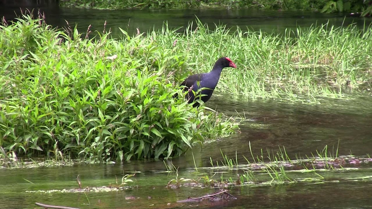 Pukeko - New Zealand - YouTube