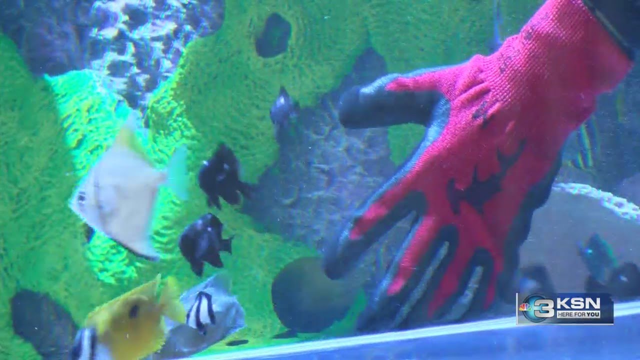 283 fish added to Scheels 16,000 gallon saltwater aquarium, more to ...
