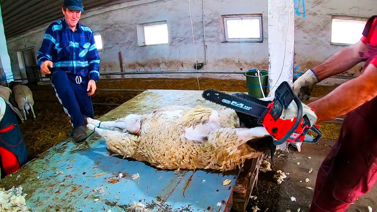 OVERGROWN MATTED RAM sheep shearing - YouTube