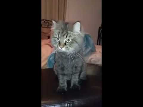 Masha the Siberian cat loves bubbles.