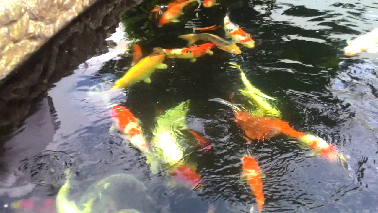Jolo, Sulu Koi Fish - YouTube