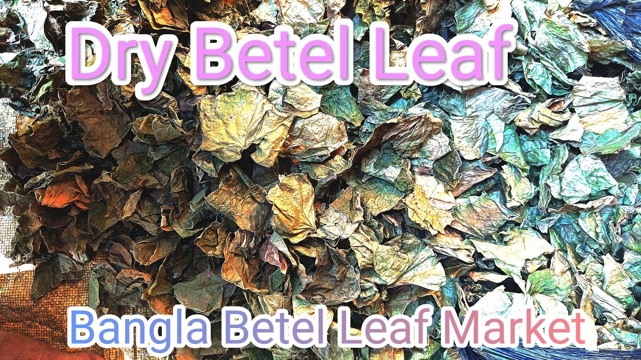 Dry Betel Leaf @banglabetelleafmarket - YouTube