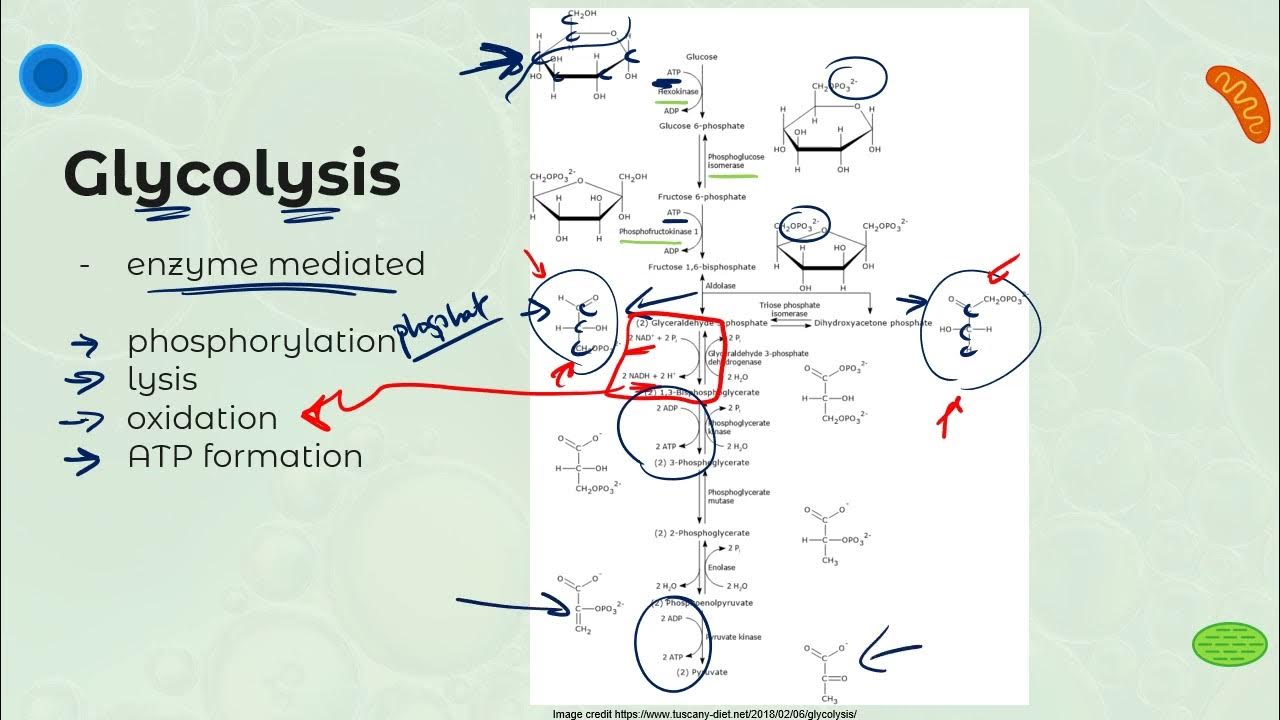 IB DP Biology C1.2 Cell respiration - AHL - YouTube