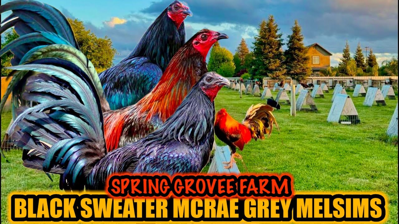 Black Sweater Mcrea Grey Melsims ~ SPRING GROVEE GAMEFARM - YouTube
