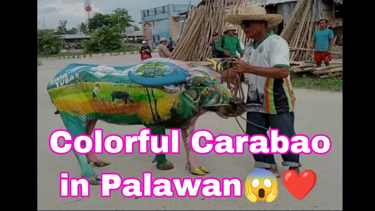 Colorful Carabao in Palawan Caught Palaweños' Attention 😱😱 ️ ️ - YouTube