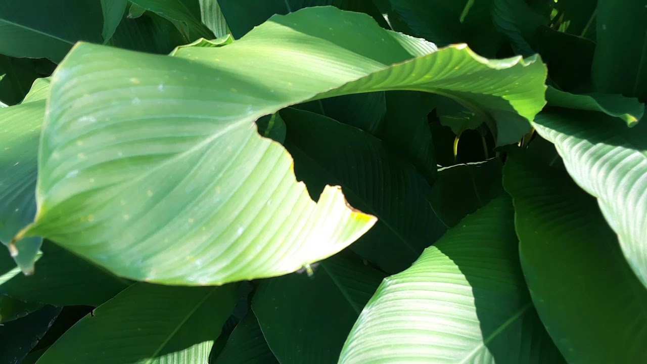 UPDATE: Sweetcorn Root/Calathea allouia. Beautiful & Amazingly ...