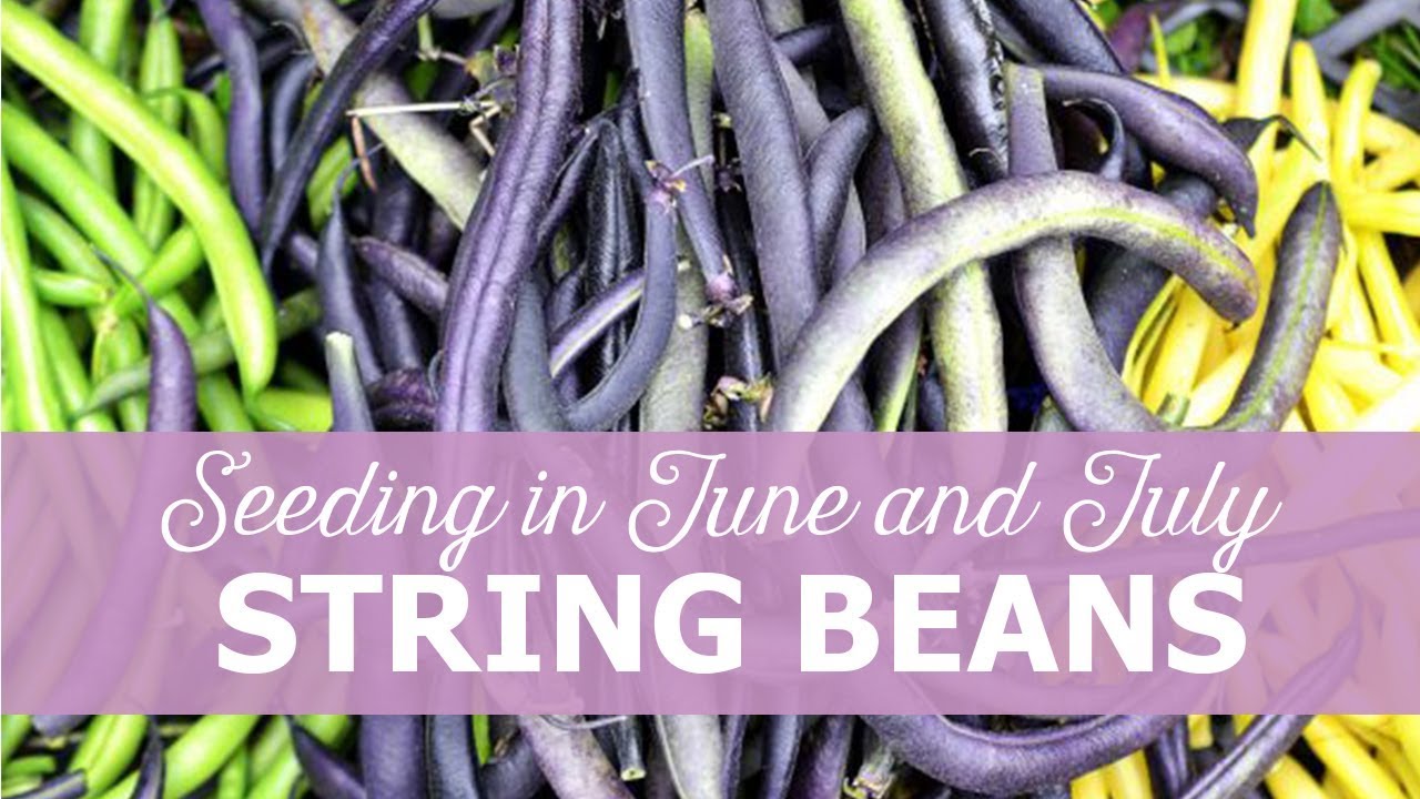 Sowing string beans in June and July - YouTube