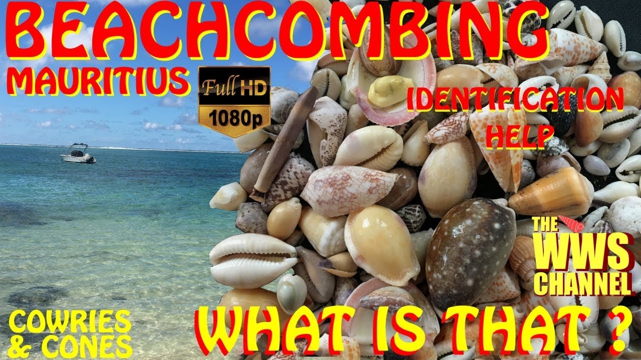 Beachcombing In Mauritius ! What is That ? Shell Identification Help ...