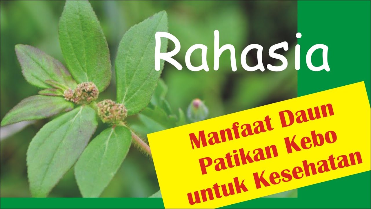 Dianggap Sebagai Tanaman Pengganggu, Daun Patikan Kebo Ternyata Punya ...