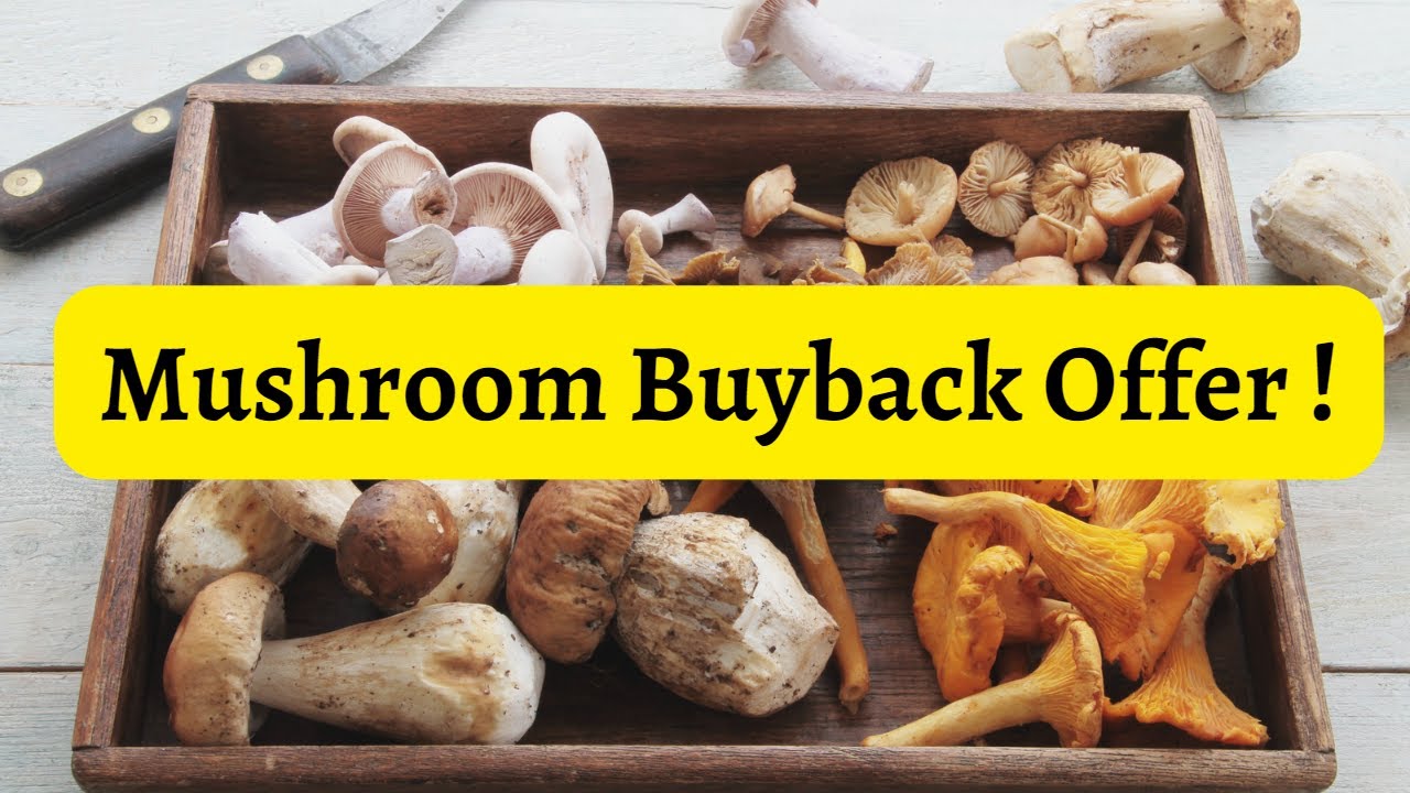 Mushroom Buyback Offer Now sell your mushroom easily # ...