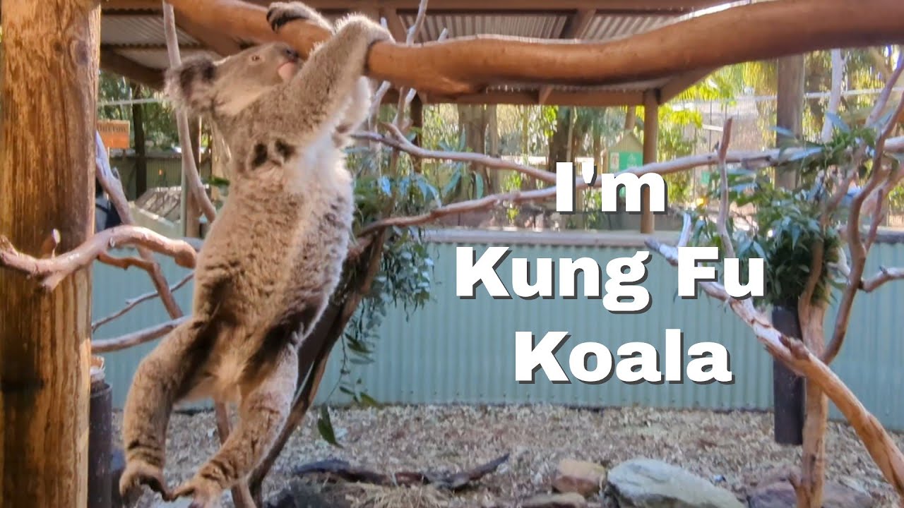 Animal VoiceOver🐨Kung Fu Koala bear🐨Tasmanian devil wants to bite keeper's shoe🐨scratch Koala ...