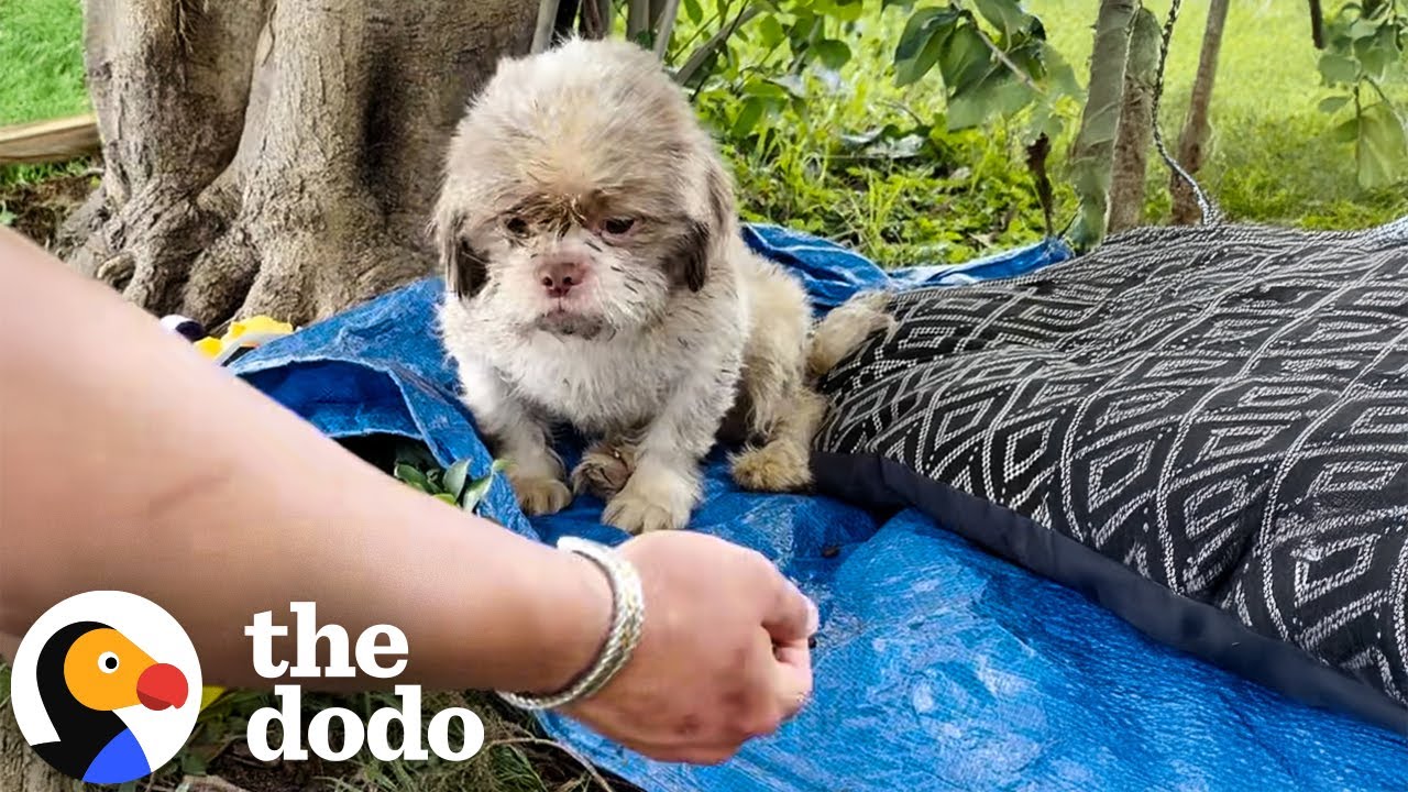 Sad Dog Dumped In Park Is So Relieved To Get Rescued | The Dodo - YouTube