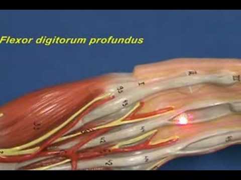Arm Model - Forearm - Flexors - Part 2 - YouTube