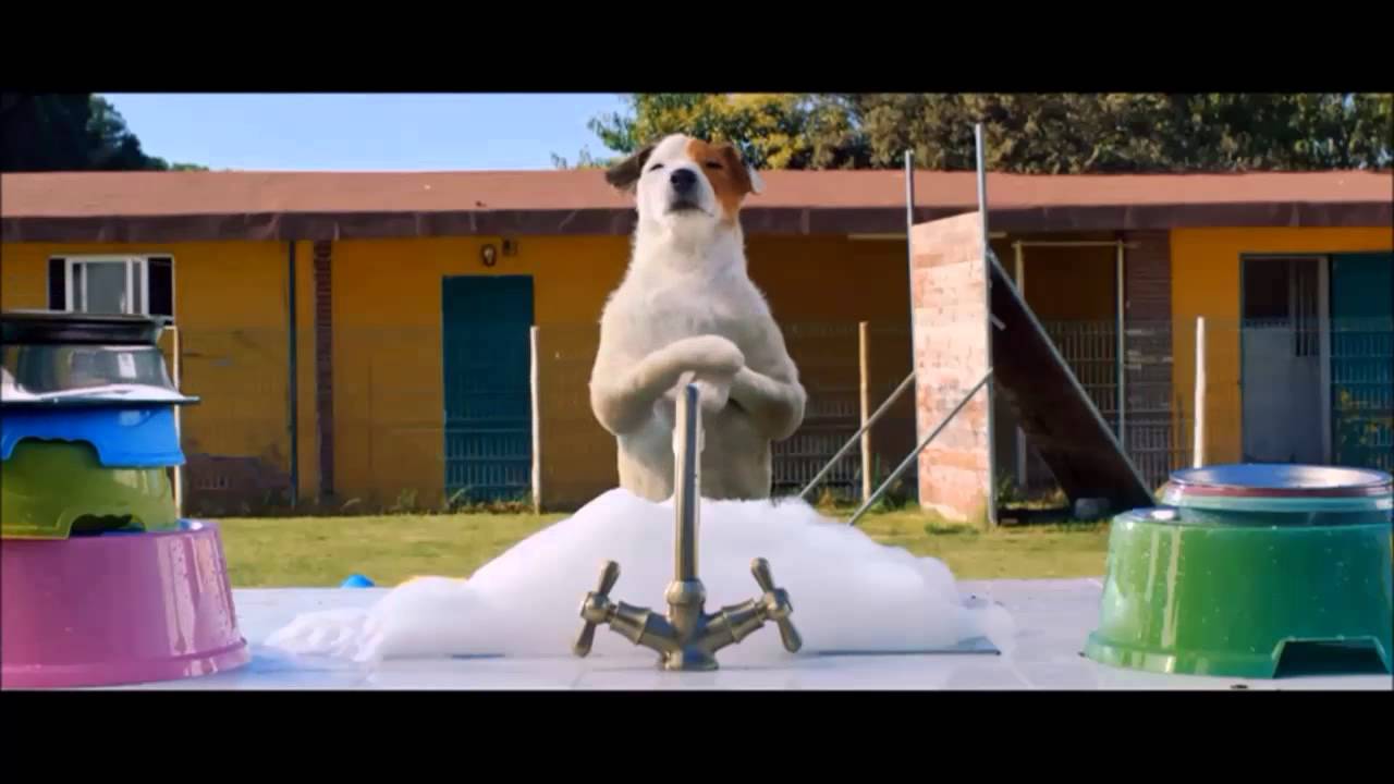 P&A PANCHO EL PERRO MILLONARIO 2 - YouTube