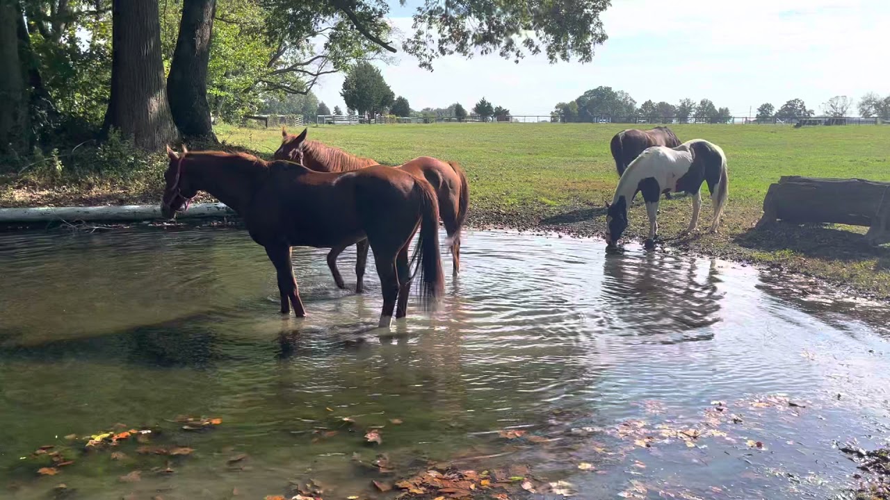 Horses at a pond having some splash - YouTube