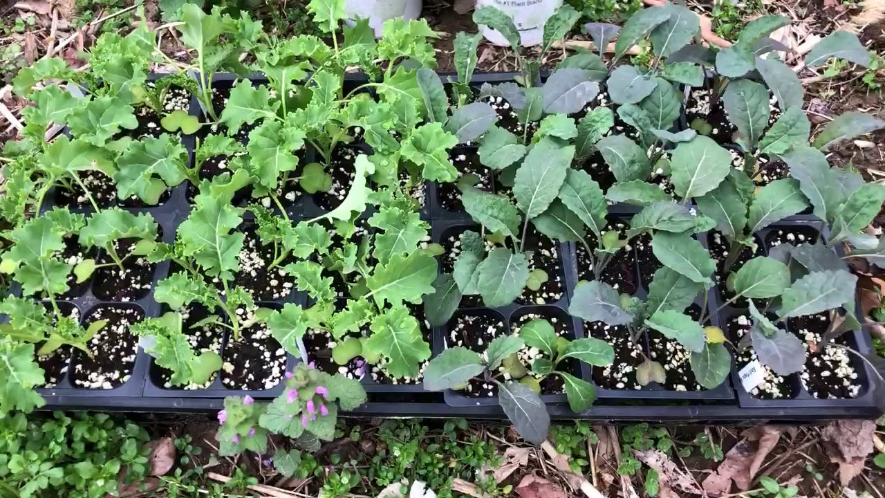 Spring Garden 2019 Update! - YouTube