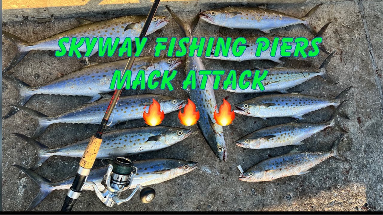 Skyway fishing piers Mackerel Mayham!! #skywaymisfits #mackerelfishing ...