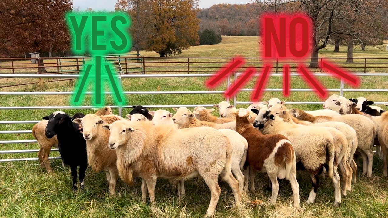 How To Choose The BEST Ram For Your Flock - YouTube