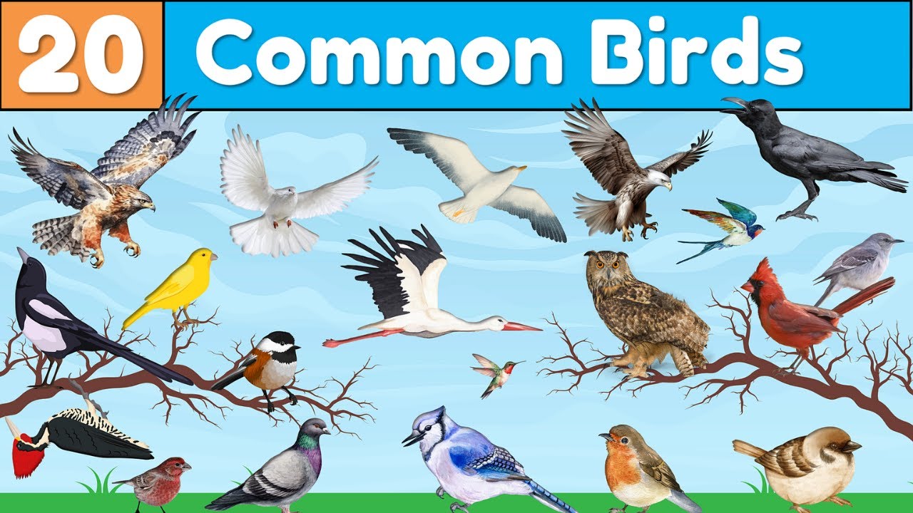 20 Bird Names 🐦 Words for Kids 🦅 ESL Birds Vocabulary Lesson with ...