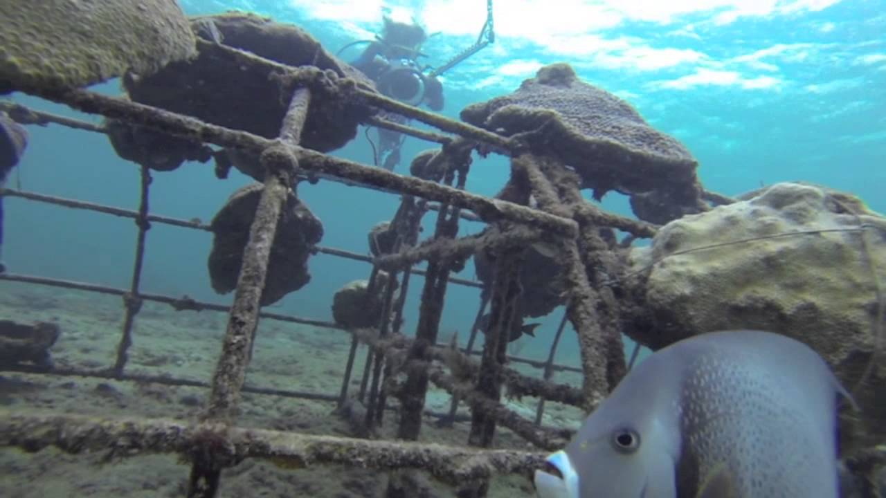 Lauderdale-By-The-Sea Biorock Project - YouTube