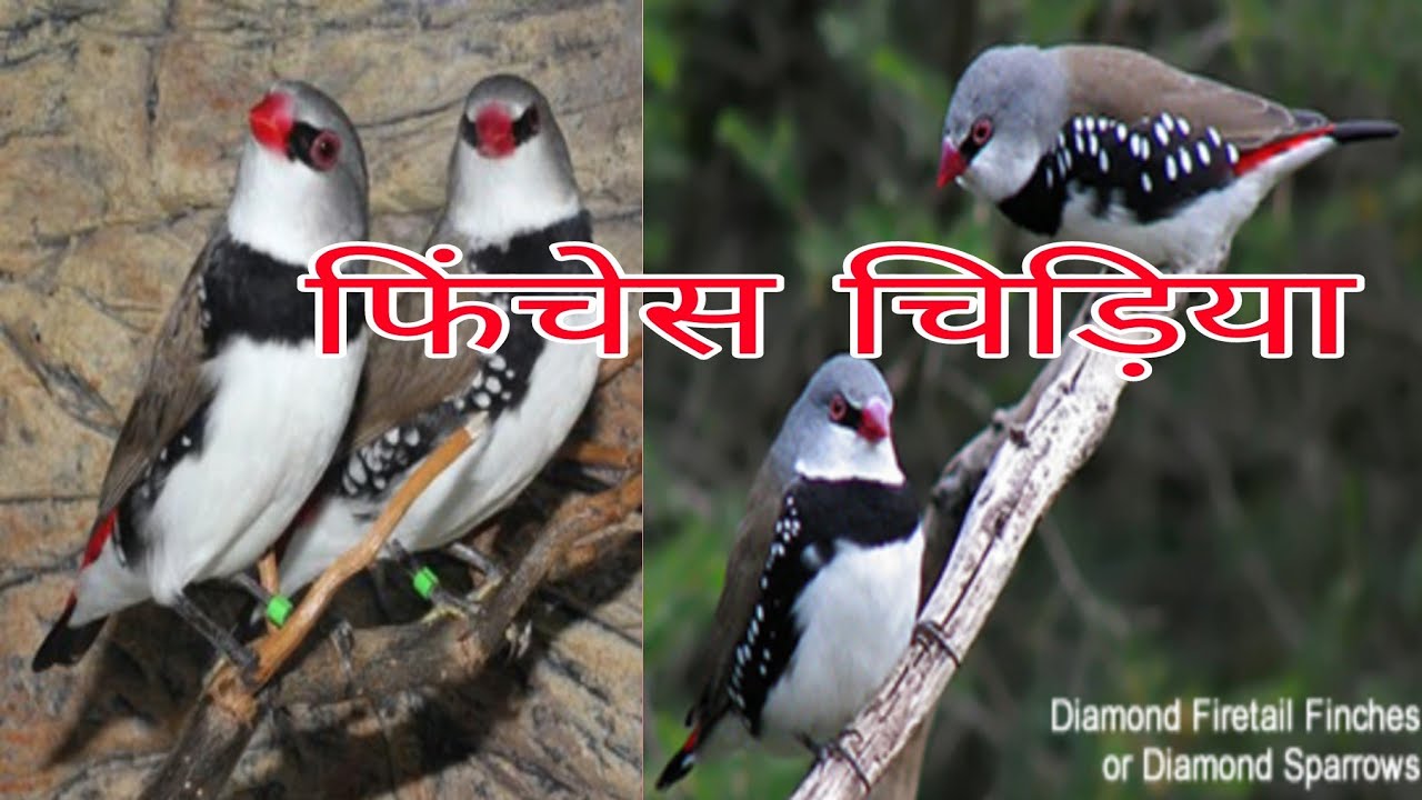 Finches चिड़िया@satendrabhardwaj1338 @PARROTDIPANKAR #friendship - YouTube