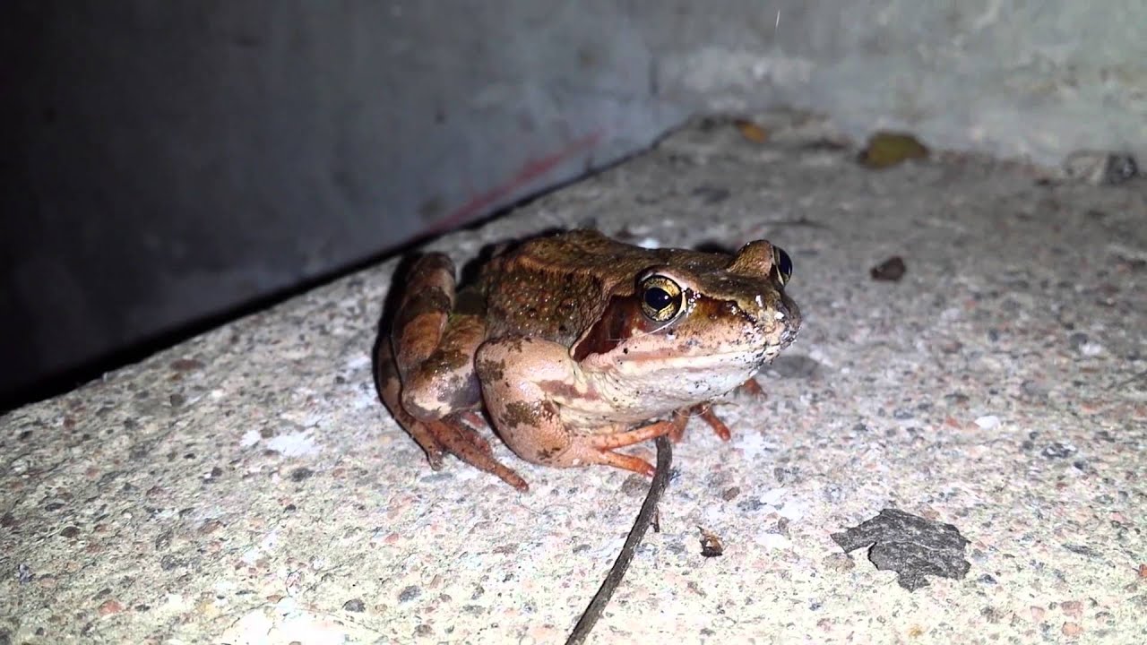 Frog blinking - YouTube