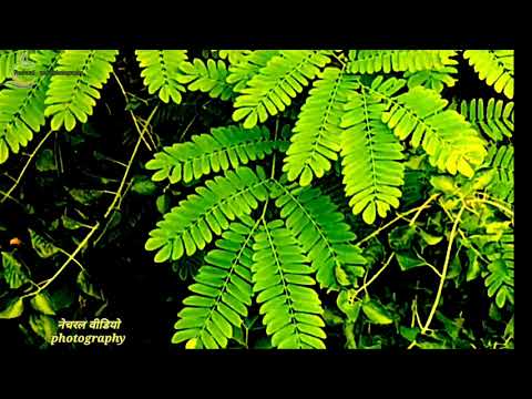 ||Necharal vedio|| photography ||nocopyrite|| - YouTube