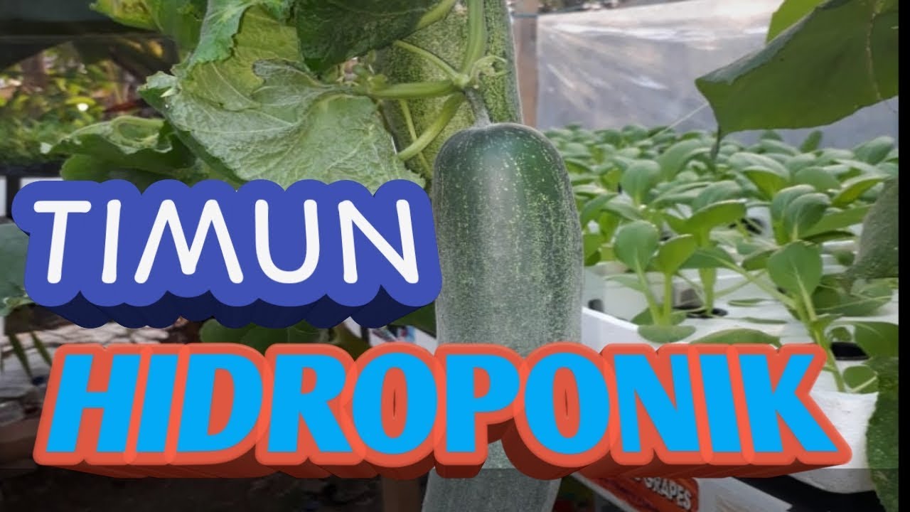 MERAWAT TIMUN HIDROPONIK - YouTube
