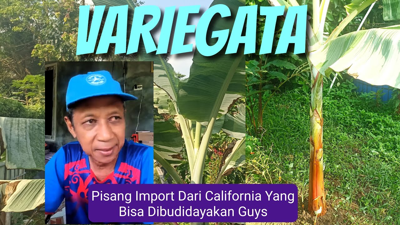 VARIEGATA, PISANG IMPORT YANG BISA DIBUDIDAYAKAN GUYS - YouTube