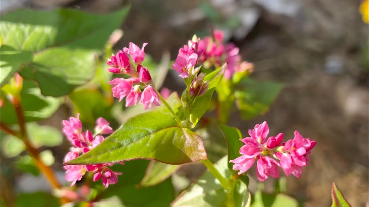 Gorgeous Red Buckwheat Flower Plant Appreciation Video Ground Cover ...