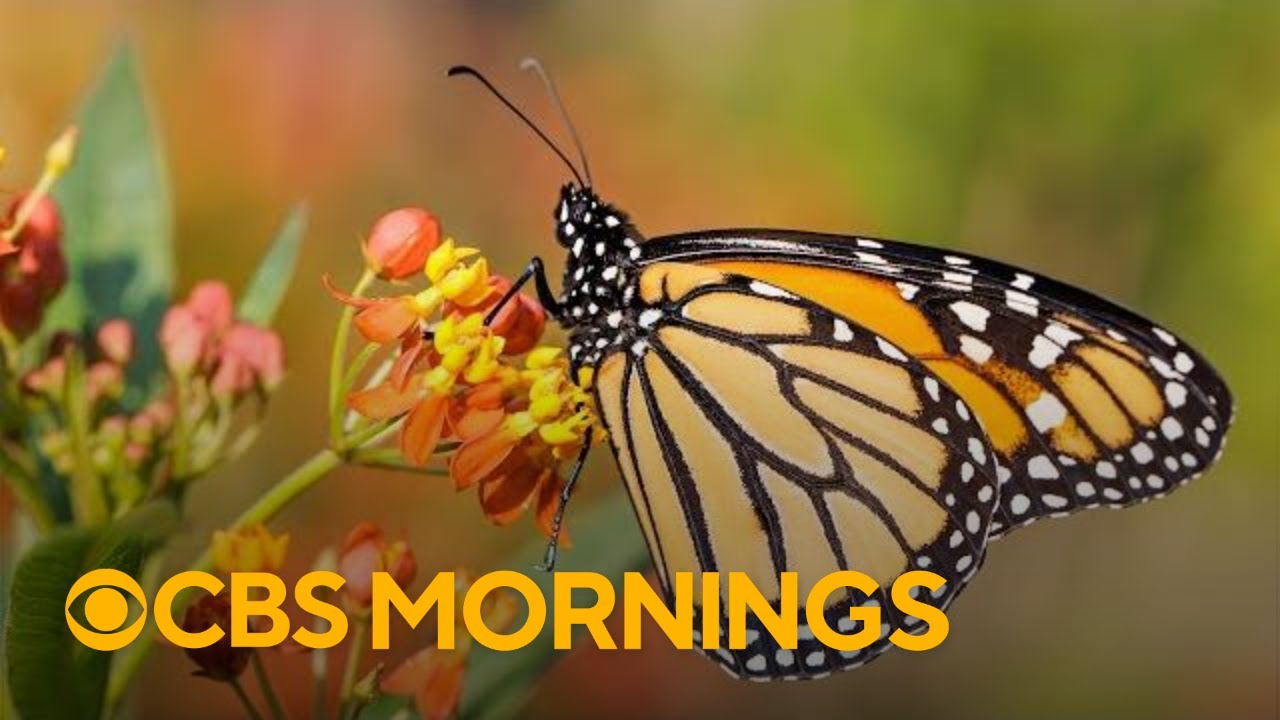 Saving monarch butterflies, studying the secret to happiness and more ...