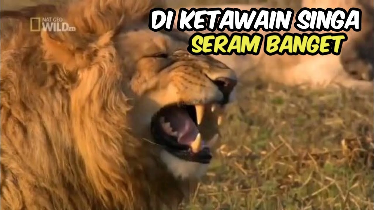 SERAM LIHAT SINGA KETAWA ANJIRRR NGERI GEAYUSS - YouTube