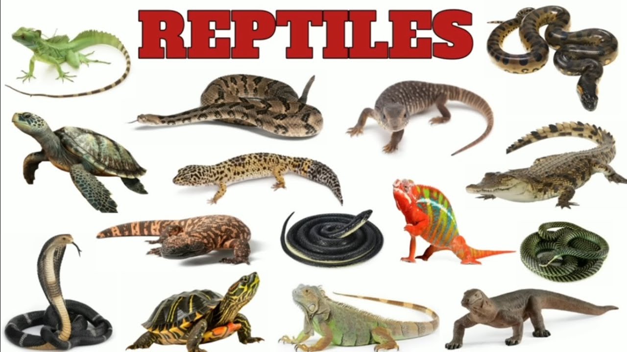 20 Reptile Animals 🐊 | Learn Reptile Names in English for KidsReptile ...