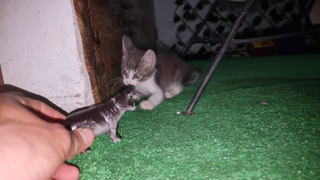 playful cat having fun and enjoying time lapse - YouTube