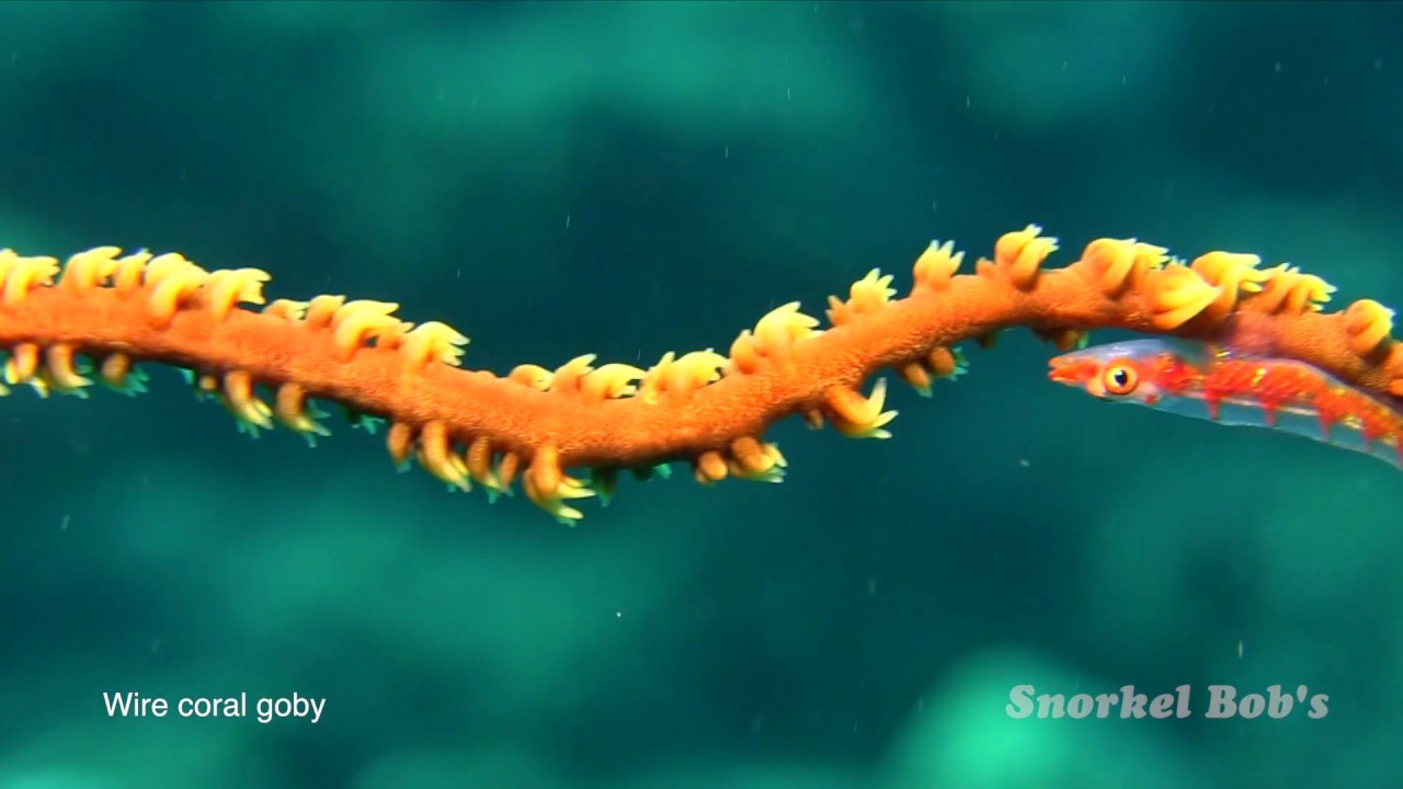 Wire coral goby on a Hawaii reef - YouTube